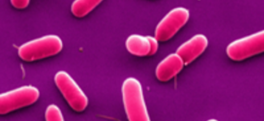 Haemophilus influenzae Serotypes | maidenlab