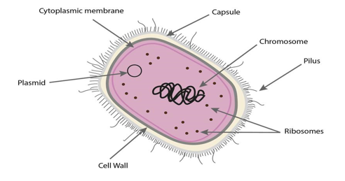 Haemophilus influenzae Serotypes | maidenlab