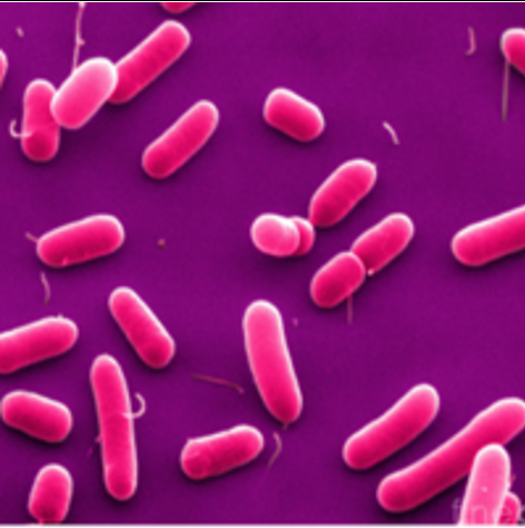 Haemophilus Influenzae | maidenlab