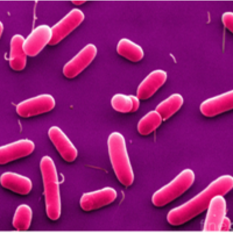 History and Biology of Haemophilus influenzae | maidenlab